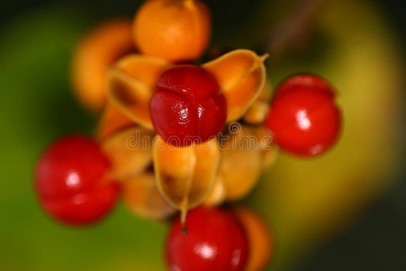 Red and Yellow Berries - Raspberry Stock Image - Image of vegetarian ...