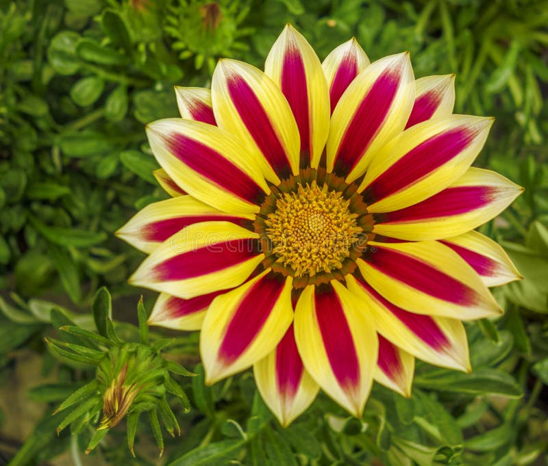 Red and Yellow Bicolor Flower Closeup Stock Photo - Image of bicolor ...