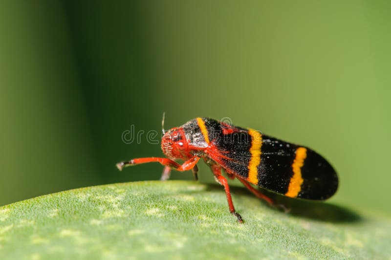 Red, Yellow, and Black Spittle Bug Stock Photo - Image of color, little ...