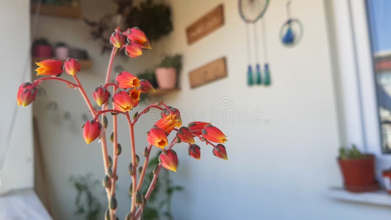 A Red and Yellow Blooming Succulent Flower, a Fire-colored Exotic ...