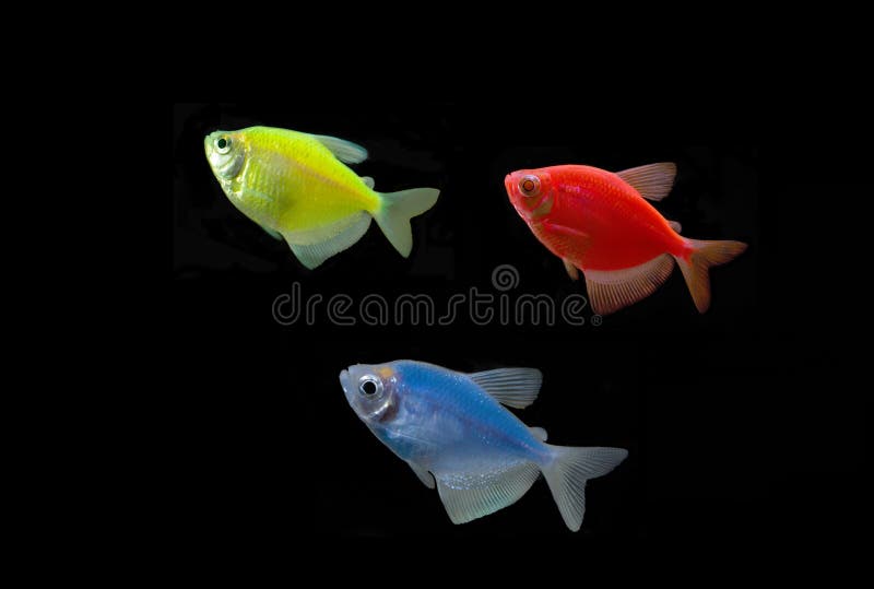 Red, Yellow and Blue Glow Fish on Black Stock Image - Image of america ...
