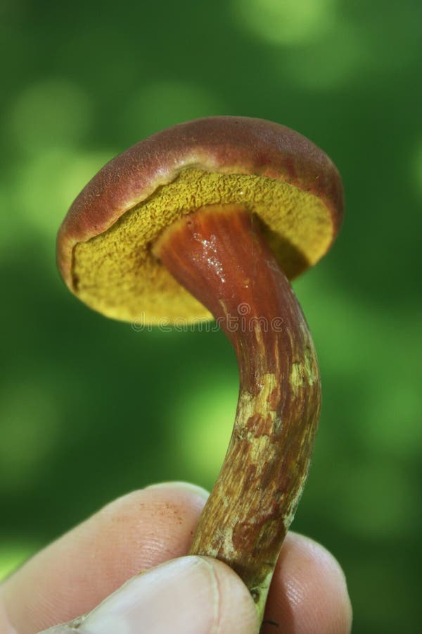 Yellow Mushroom With Red Cap Stock Image - Image of stem, hooded: 28650719