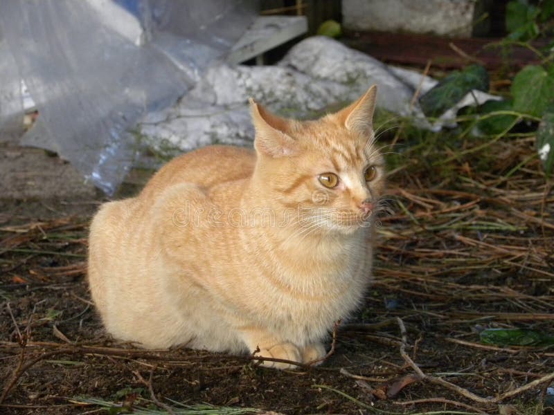Red and yellow cat stock photo. Image of forest, mammal - 85615094