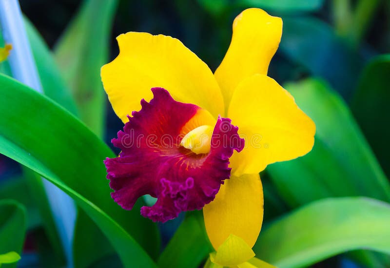 Red in Yellow Cattleya Orchid Flower Blooming Stock Photo - Image of ...