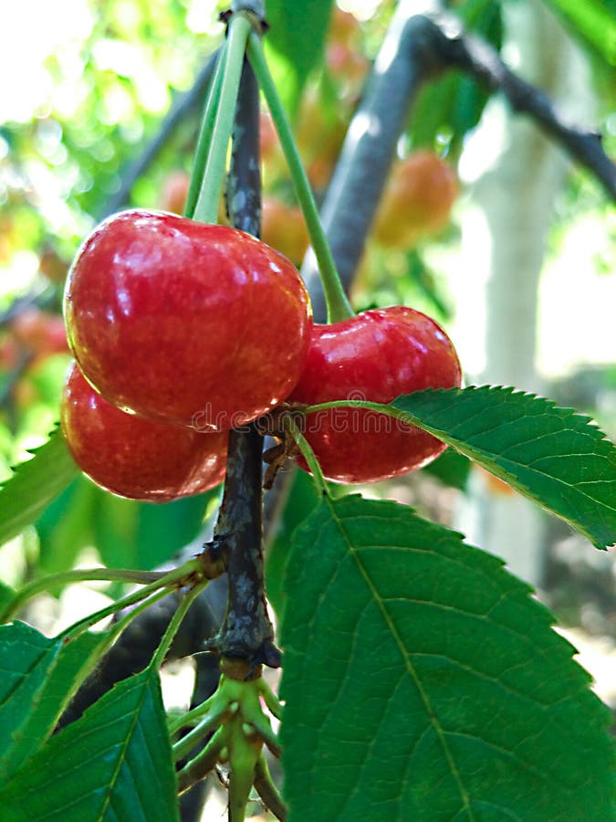 Cherry.a Bunch of Red Fresh Cherries on the Table. Stock Photo - Image ...