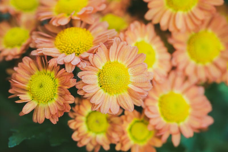 Red-yellow Chrysanthemum (Mums Cluster) Close-up Stock Photo - Image of ...