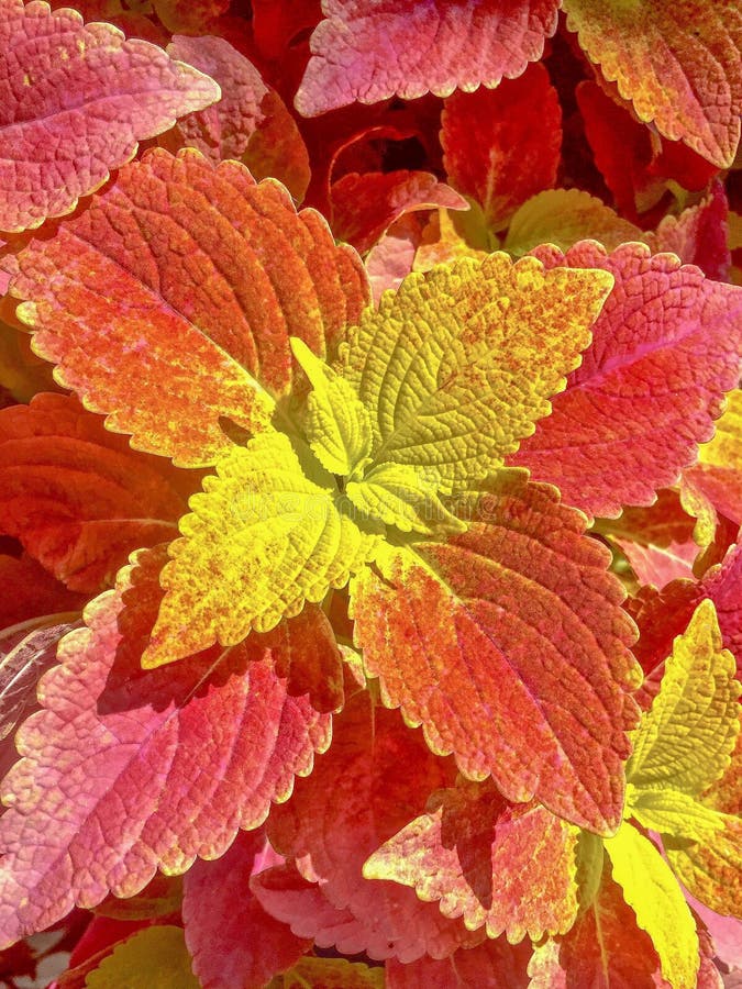 Red and Yellow Coleus stock photo. Image of botanical - 108793152