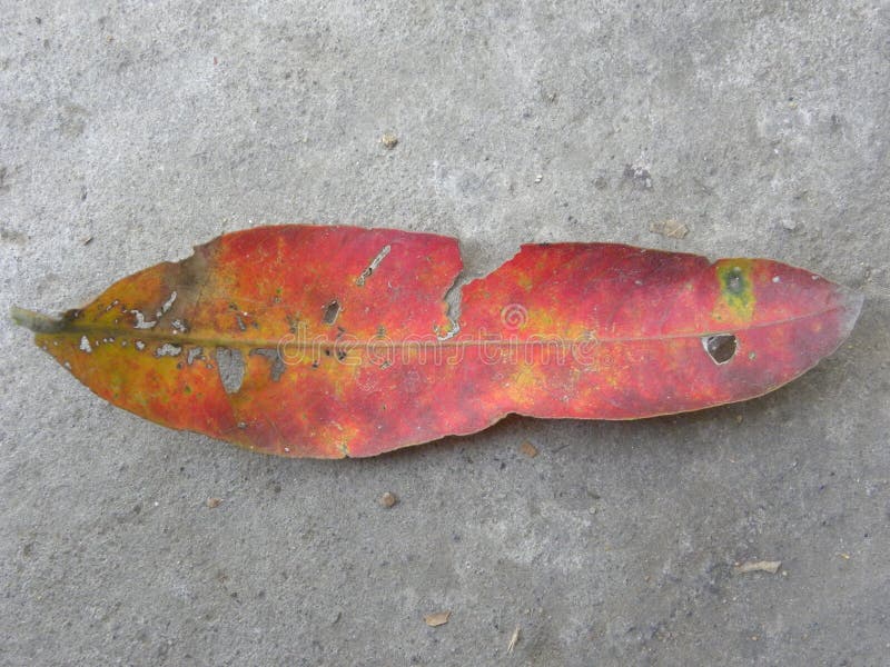 Red Color Fallen Leaf of Mango Tree on the Ground Stock Image - Image ...