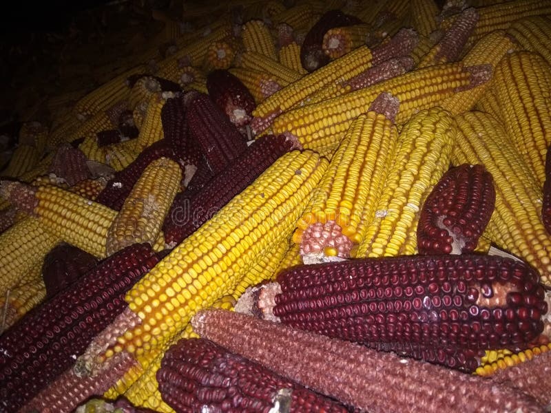 Red corn stock image. Image of yellow, corn, cereals - 133782933