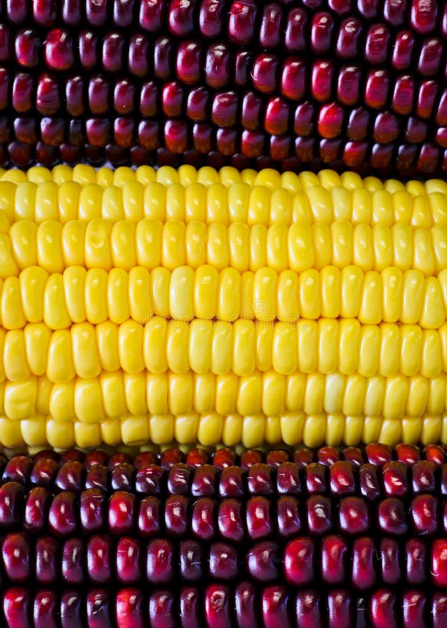 Red and yellow corn stock image. Image of sweet, waxy - 28639953