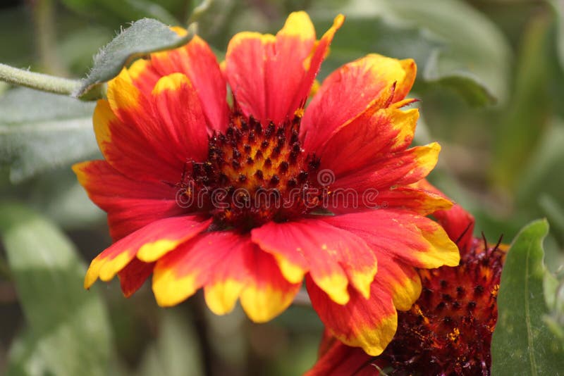 Red yellow daisy stock photo. Image of colours, attesa - 117902668