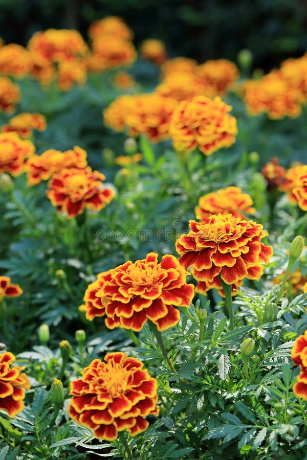Red with Yellow Edge Marigold Flower in Garden Stock Image - Image of ...
