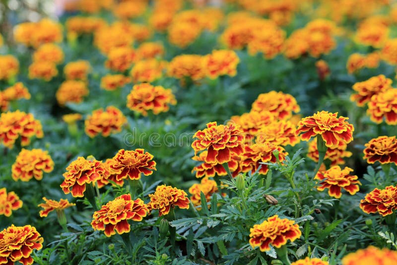 Red with Yellow Edge Marigold Flowers in Garden Stock Image - Image of ...