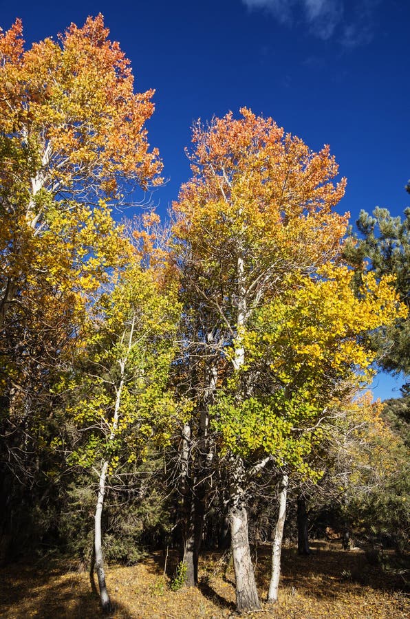Red and Yellow Fall Aspen Trees Stock Image - Image of orange, leaves ...
