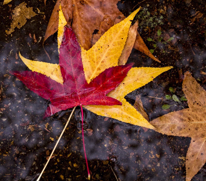 Red and Yellow Fall Leaves in Water Stock Photo - Image of yellow ...