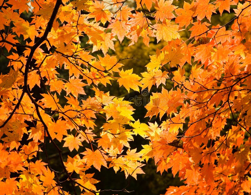 Red Yellow Fall Maple Leafs Illuminated by Sun Natural Background Stock ...