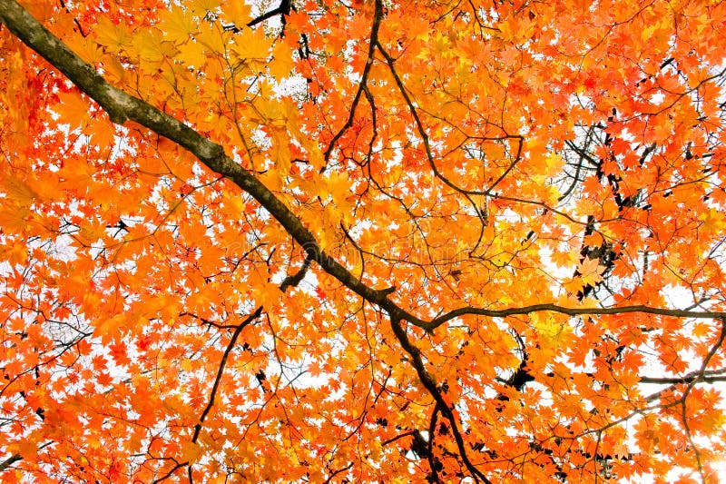 Red Yellow Fall Maple Leafs Illuminated by Sun Stock Image - Image of ...