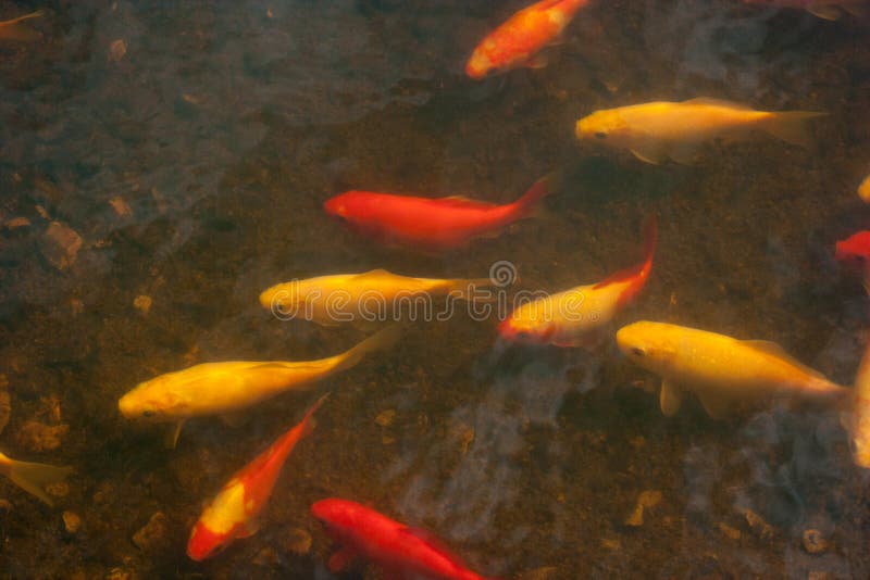 Farmed fish under water stock photo. Image of farm, group - 139362004
