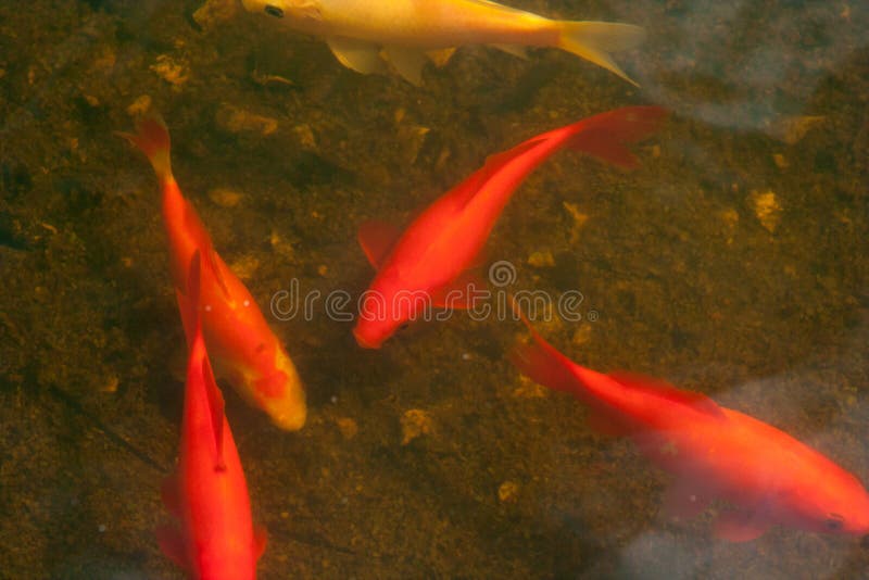Farmed fish under water stock image. Image of aquatic - 139362009
