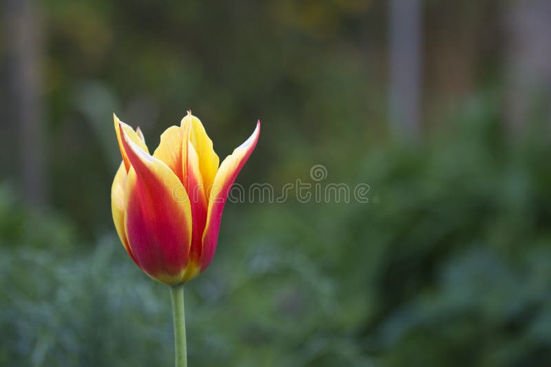 Red-yellow flame Tulip stock image. Image of green, leaf - 129521951