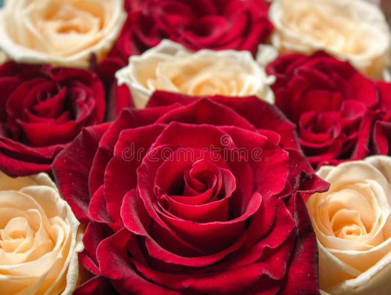 Red and Yellow Floral Roses Background Stock Image - Image of botany ...