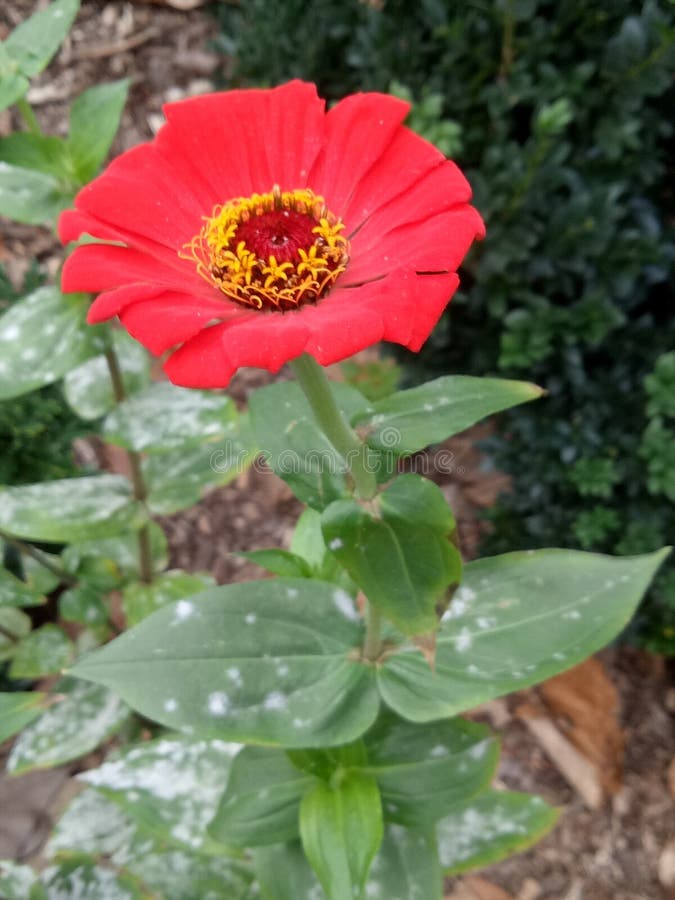 Flower stock image. Image of flower, yellow, plant, blooming - 117605041