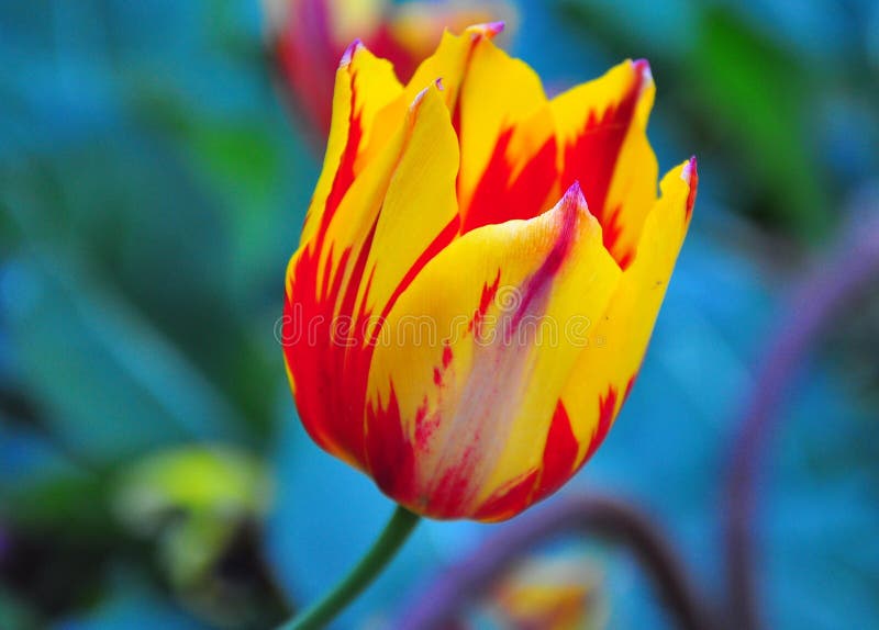 Red Yellow Flower stock image. Image of idyllic, plant - 13052507