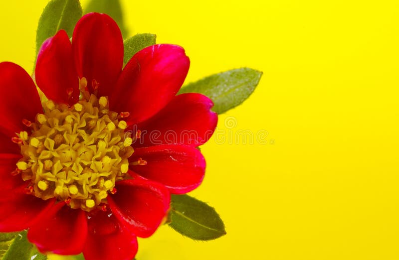 Red and Yellow Flower stock photo. Image of floral, pollen - 170186