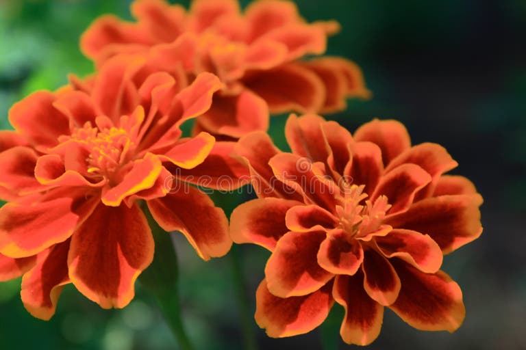 1,059 Few Red Yellow Flowers Stock Photos - Free & Royalty-Free Stock ...