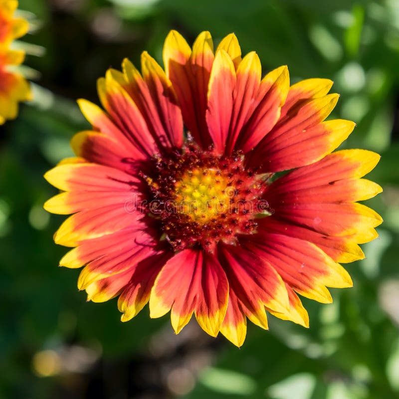 Red and yellow flower stock photo. Image of yellow, full - 78760546