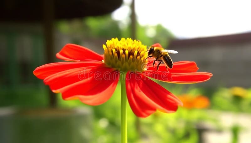 Red and Yellow Flower Bee on Flower Stock Illustration - Illustration ...