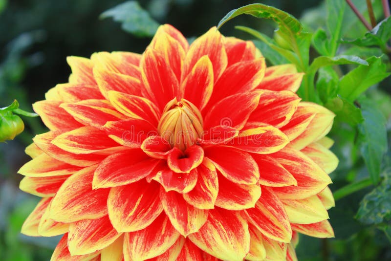 Red and yellow flower stock photo. Image of vivid, plant - 51842164