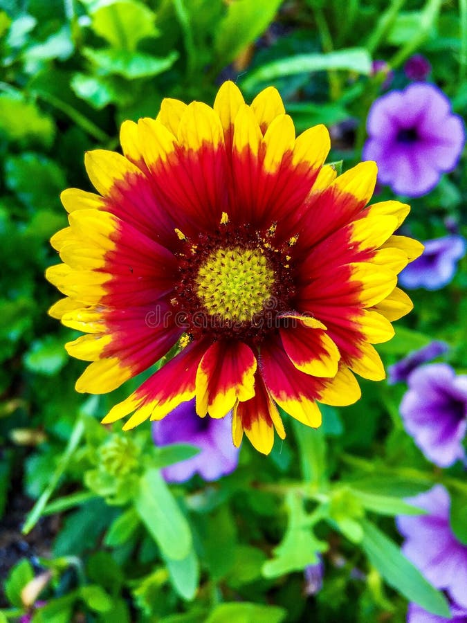 Red And Yellow Flower Stock Image Image Of Yellow Colored 165602969