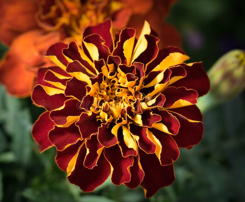 Red & Yellow Flower stock image. Image of arts, nature - 97882157