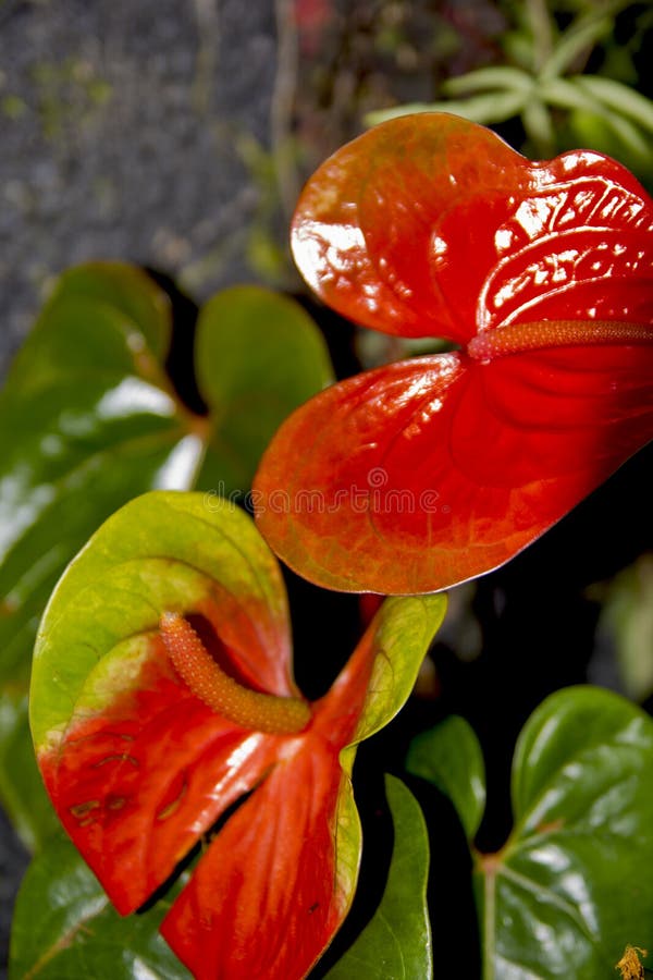 Red And Yellow Flower In Garden By The Bay Stock Image Image Of