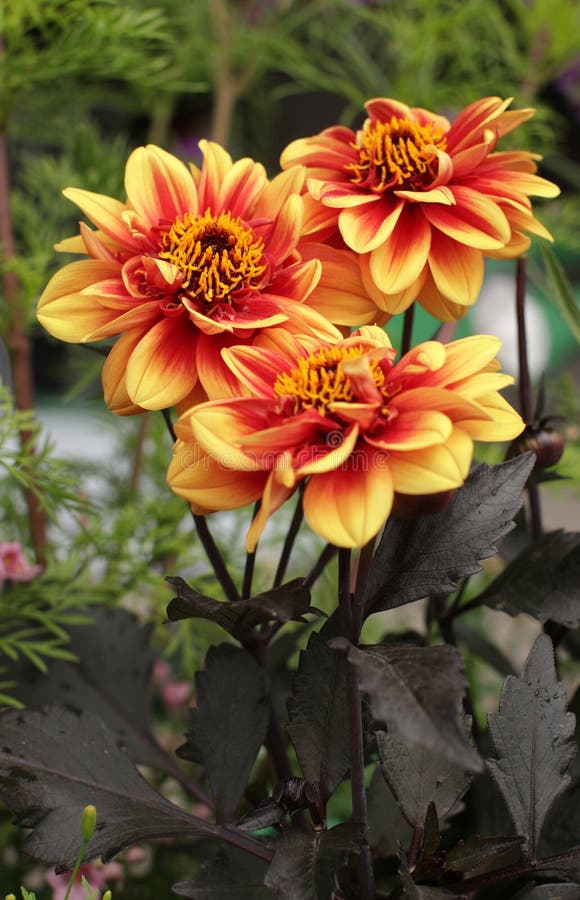 Flower stock image. Image of colorful, closeup, flower - 333105493