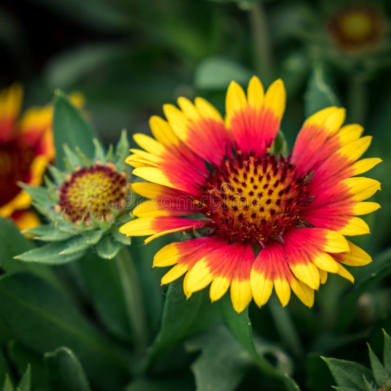 Red And Yellow Flower On Green Background Stock Image Image Of