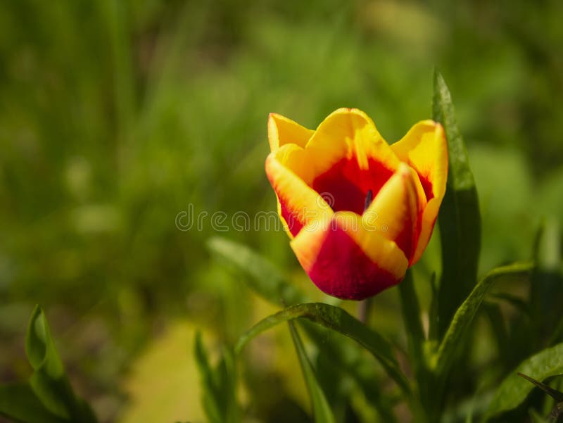 Red Yellow Flower in the Spring Time Beauty Love Stock Photo - Image of ...