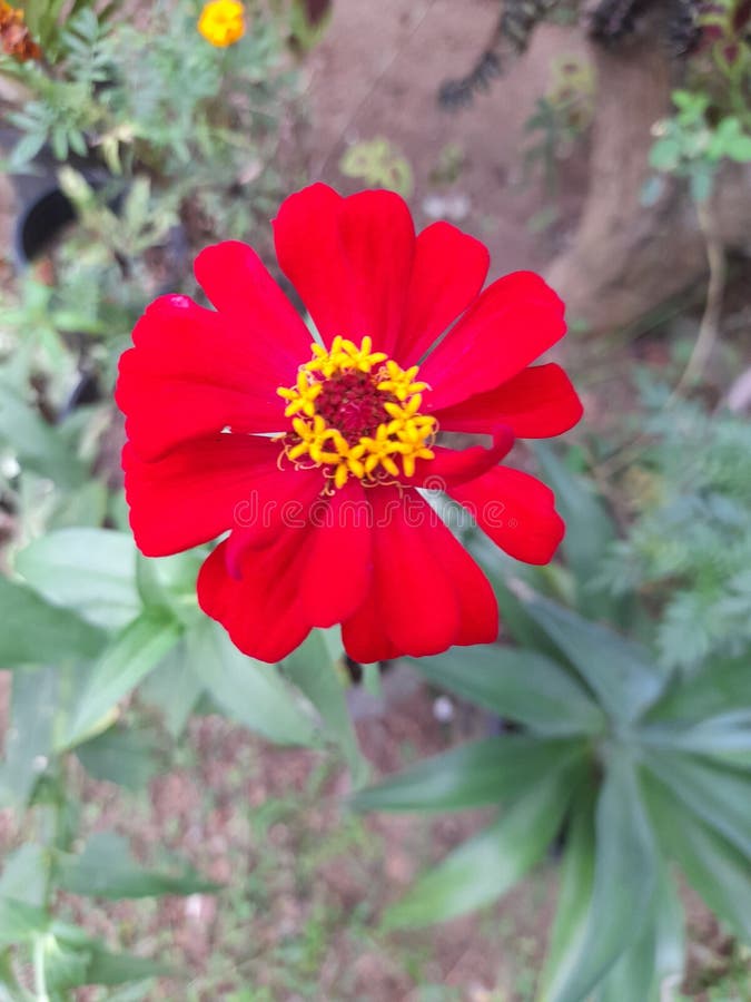 Red and Yellow Flower Sri Lanka Stock Photo - Image of meadow, herb ...
