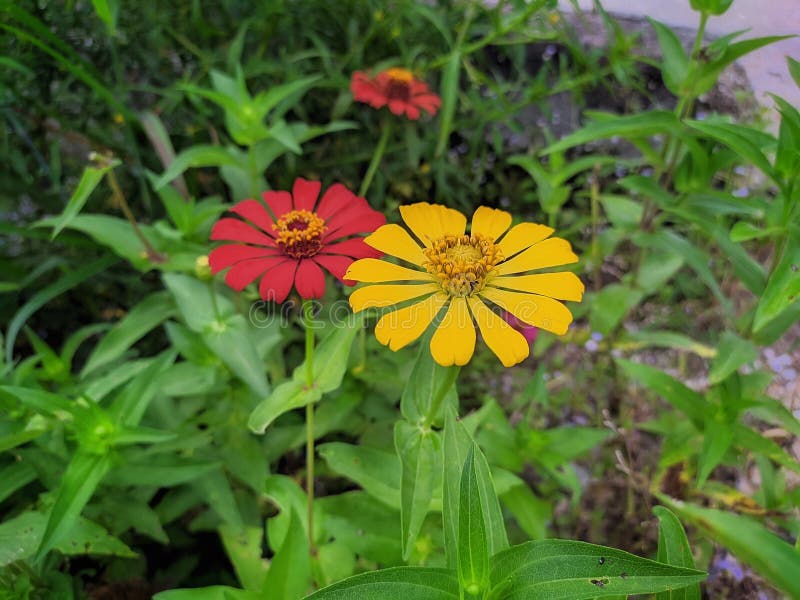 Red and yellow flowers stock image. Image of prairie - 216295247
