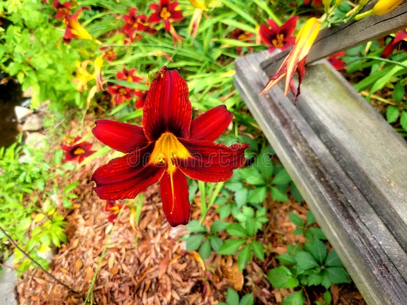 Red and Yellow Flowers stock photo. Image of green, nature - 221669888
