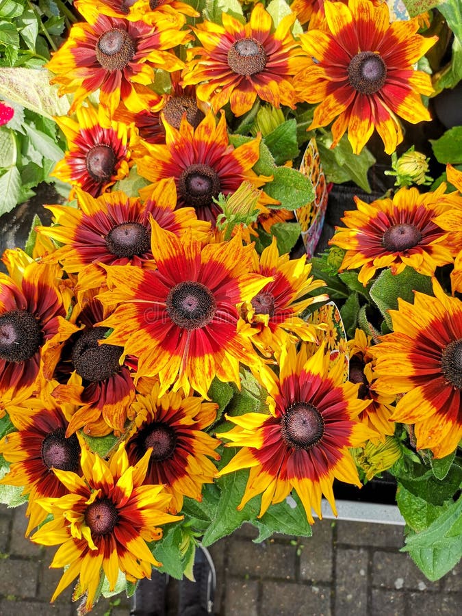 Red and yellow flowers stock photo. Image of herbaceous - 227352232