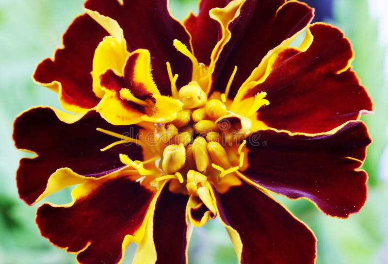 Red Yellow Flowers Background Stock Image - Image of macro, flowers ...