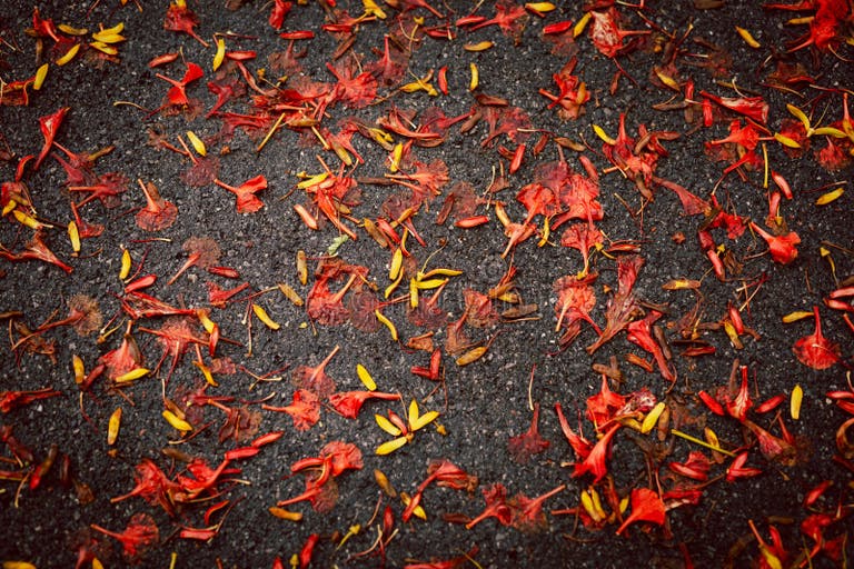 Red and Yellow Flowers Falling To a Sideway. Stock Photo - Image of ...