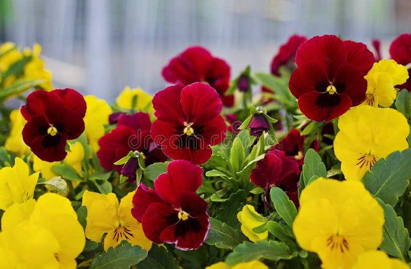 Red and yellow flowers stock image. Image of garden, colorful - 39535615