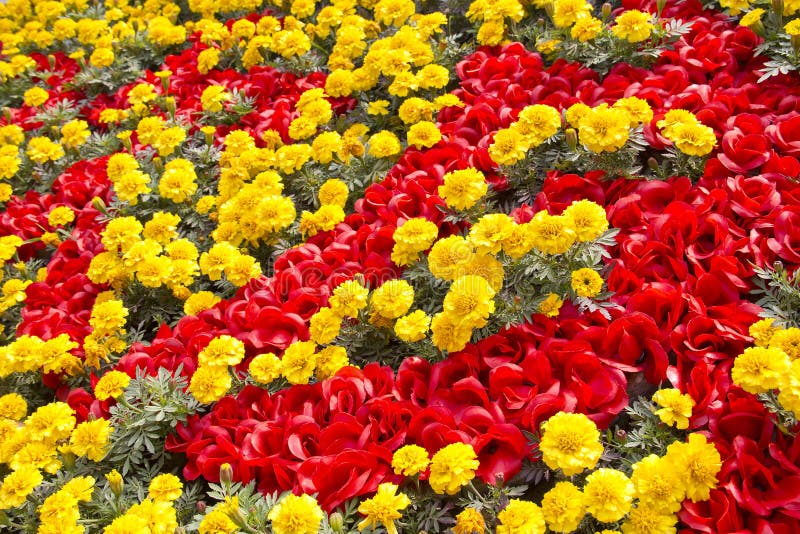 Red and Yellow Flowers in a Garden Stock Image - Image of colorful ...