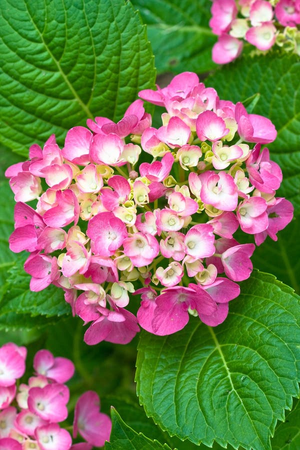 Hydrangea stock image. Image of happy, fragrance, hydrangea - 11973377