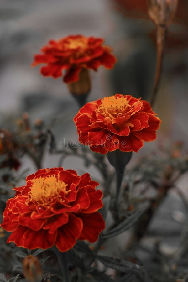 Red and Yellow Flowers are in a Pot on the Ground Stock Image - Image ...
