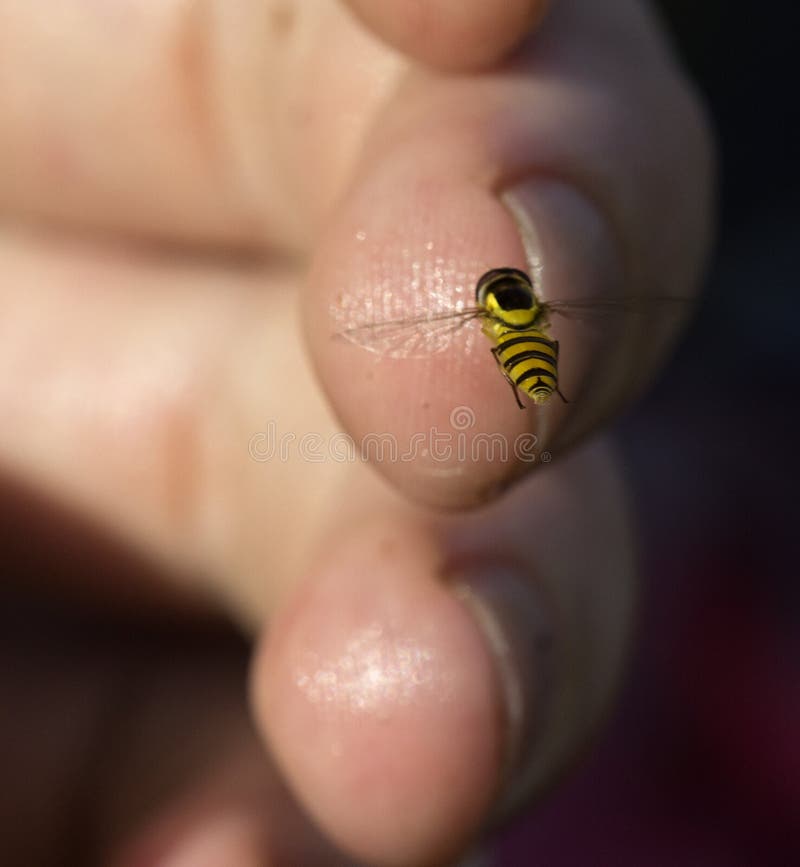Red and yellow- Fly or Bee stock photo. Image of macro - 50710838