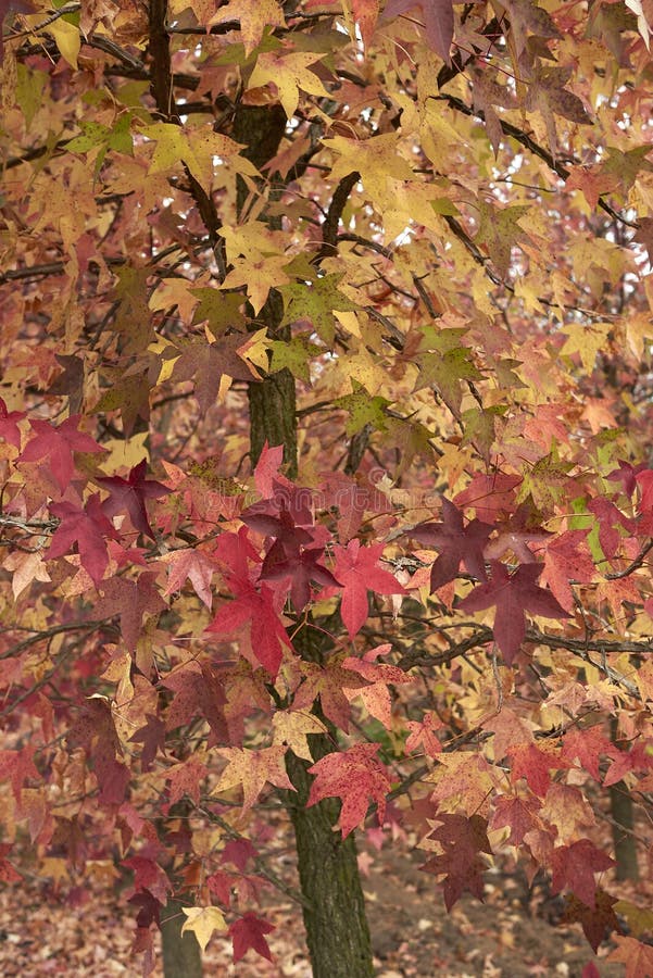 Liquidambar Styraciflua Fruit Close Up Stock Photo - Image of nature ...